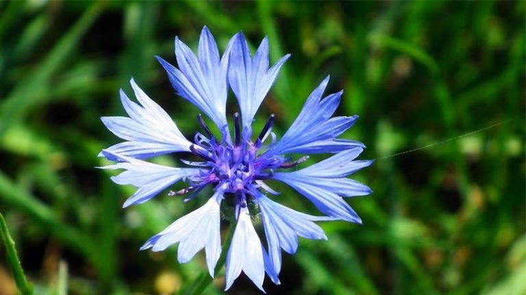 Aciano o centaurea Propiedades medicinales y usos cosméticos - 2026