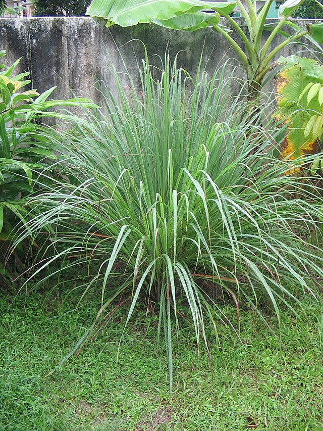 Lemongrass, Cymbopogon citratus, limonaria, caña santa o hierba limón ...
