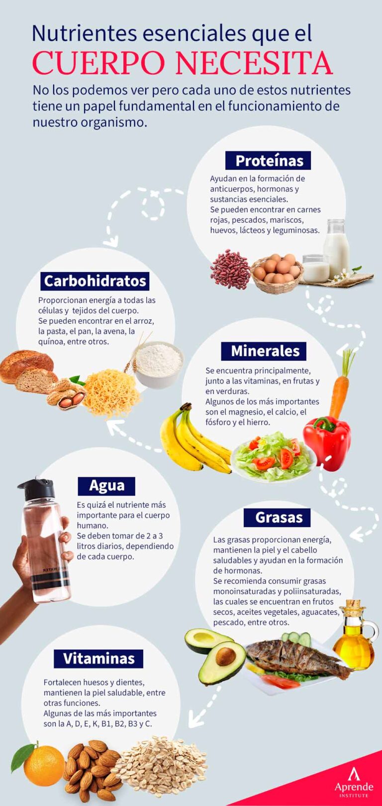 Tipos de nutrientes esenciales y sus funciones - 2026